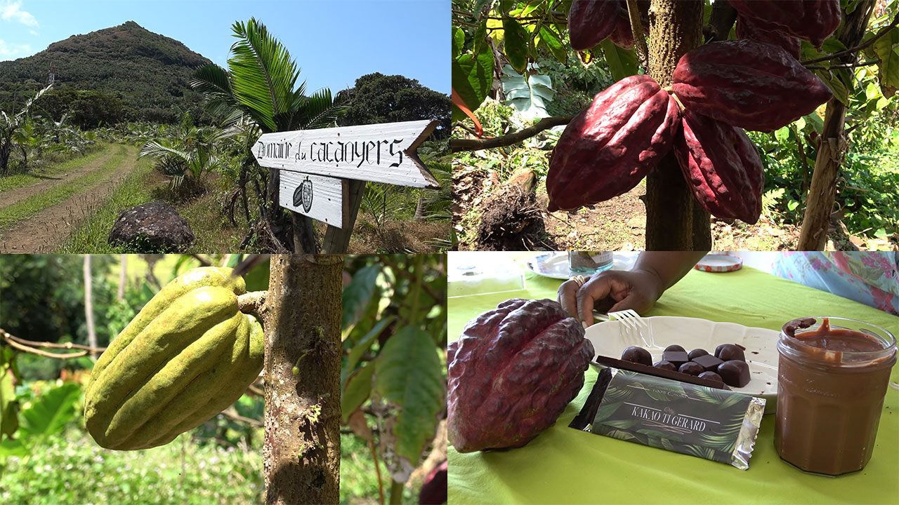 Sébastopol : à la découverte de l'unique culture du cacao à Maurice ...